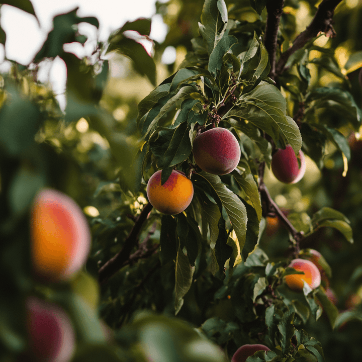 Multi-Grafted Fruit Trees | Variety, Efficiency & Abundance – Grow Organic