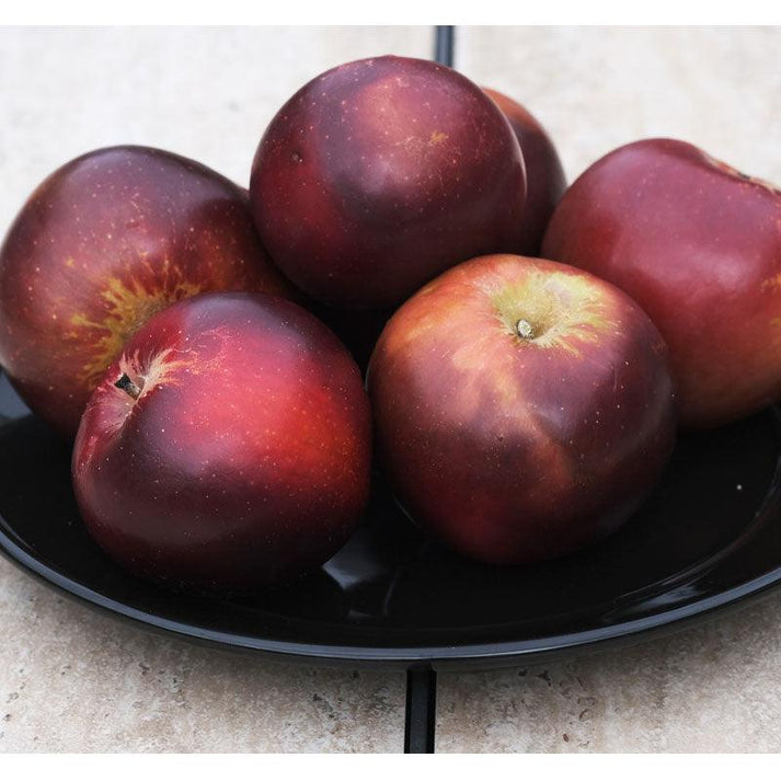 Arkansas Black Spur Apple Tree for Sale - Grow Organic