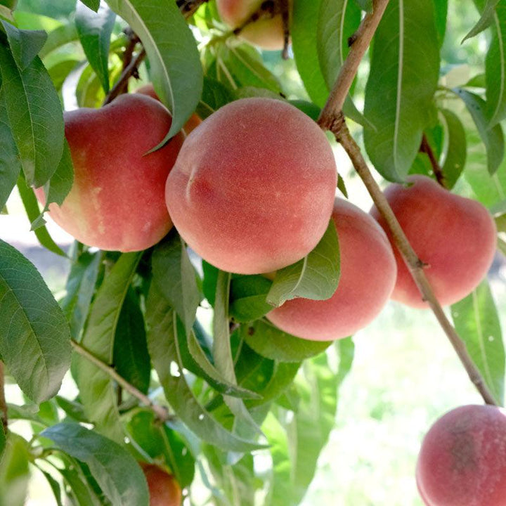 Shop Organic Peach Tree – Peach Trees for Sale for Your Orchard – Grow ...
