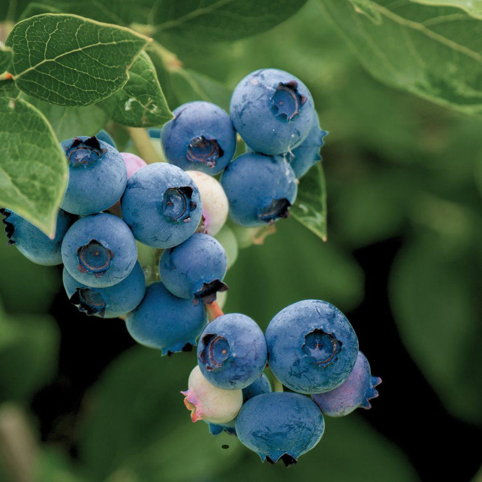 Emerald Blueberry | Emerald Blueberry Bush (Mid Harvest) – Grow Organic