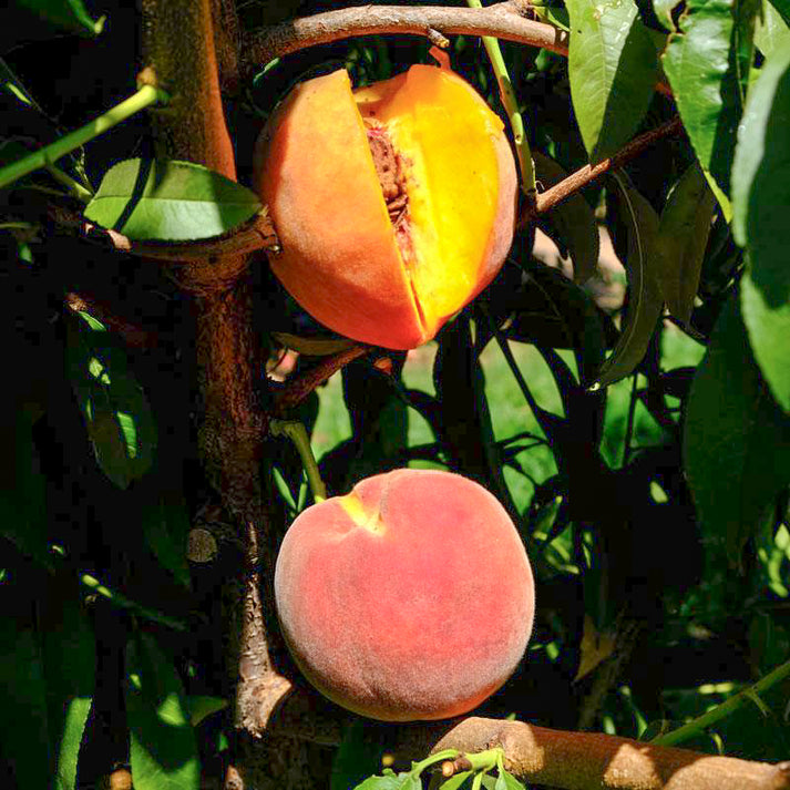Contender Peach Tree for Sale – Grow Organic