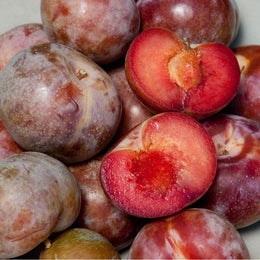 Dapple Supreme Pluot | Dapple Supreme Pluot Tree (Semi-Dwarf) – Grow ...