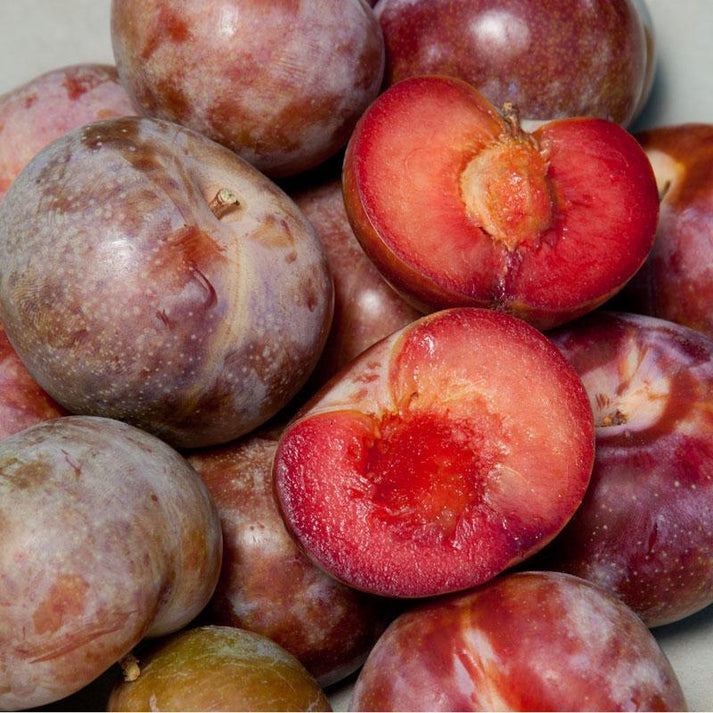 Dapple Supreme Pluot | Dapple Supreme Pluot Tree (Semi-Dwarf) – Grow ...