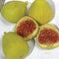 Desert King Fig Tree for Sale - Grow Organic