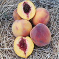 Elberta Peach Tree for Sale - Grow Organic