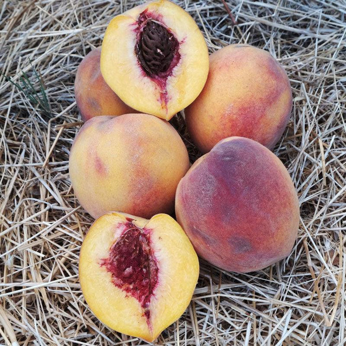 Elberta Peach Tree for Sale - Grow Organic