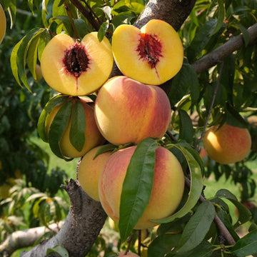 Semi Dwarf Peach Tree | Semi Dwarf Peach Trees for Sale – Grow Organic