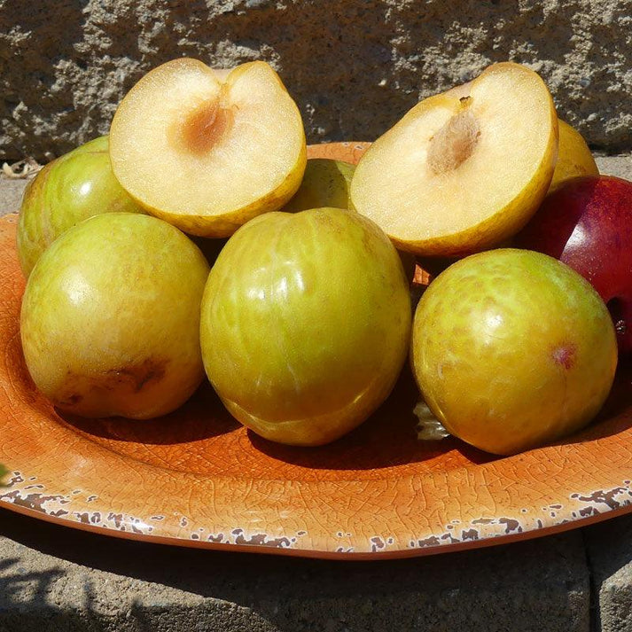 Flavor Grenade Pluot Tree for Sale - Grow Organic