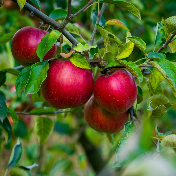 Organic Farming & Garden Supplies | Peaceful Valley - Grow Organic