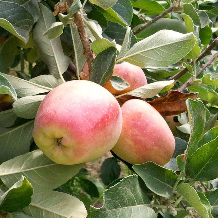 Organic Apple Trees | Bare Root Apple Trees For Sale – Grow Organic
