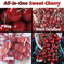 4 in 1 Cherry tree | Grafted Cherry Tree | Multi Grafted Cherry Tree ...