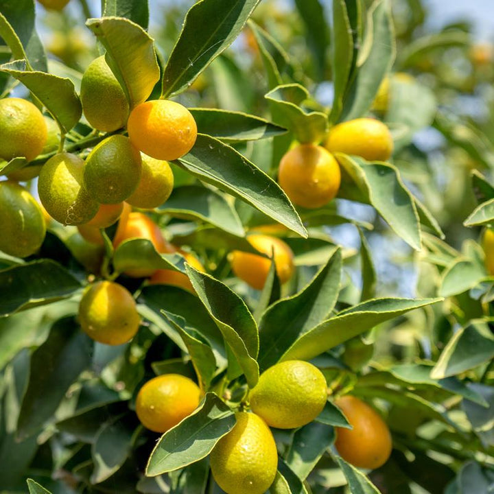 Citrus Trees for Sale | Lime and Lemon Tree | Grow Organic