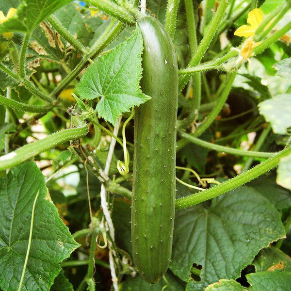Green Finger Cucumber Seeds (Organic) - Grow Organic