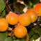 Harcot Apricot Tree for Sale - Grow Organic