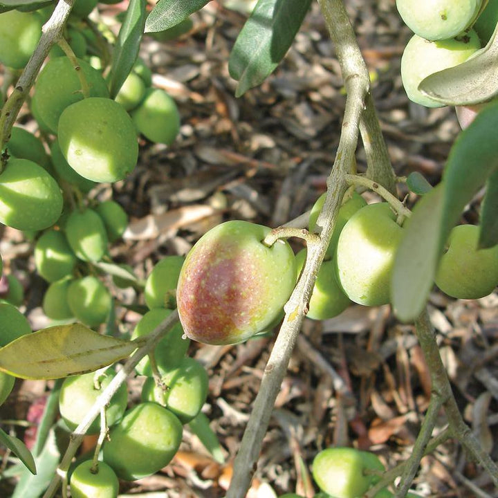 Olive Tree | Natural Olive Tree | Olive Trees For Sale – Grow Organic