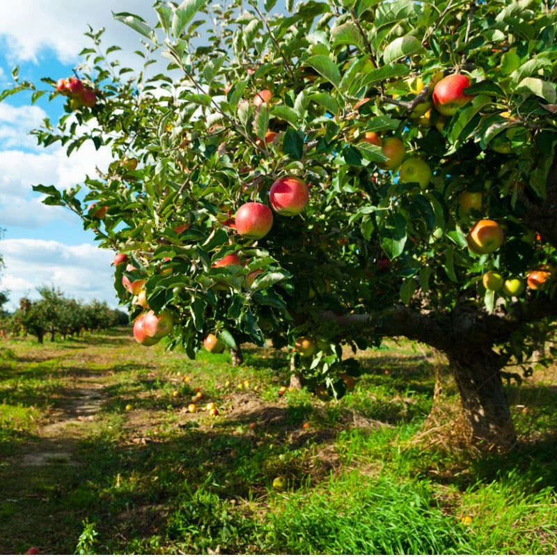 Organic Farming & Garden Supplies | Peaceful Valley - Grow Organic