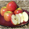 Dwarf Pink Lady Apple Tree | Pink Lady Apple Tree for Sale – Grow Organic