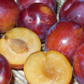 Pluerry Tree | Pluerry Tree for Sale | Grow Organic