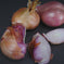 Organic Shallots, French Red - GrowOrganic – Grow Organic