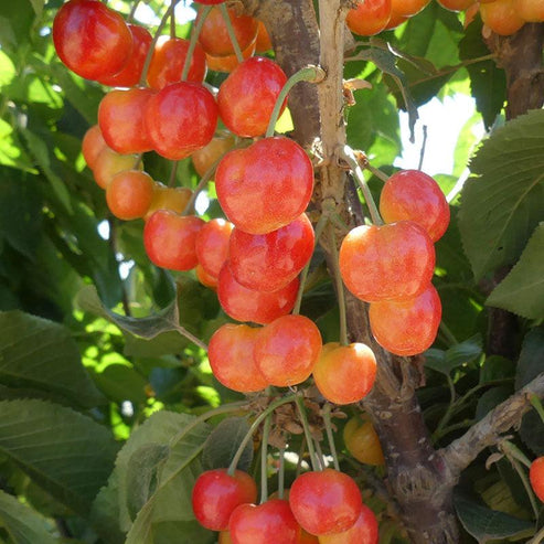 Rainier Cherry Tree | Semi Dwarf Rainier Cherry Tree – Grow Organic