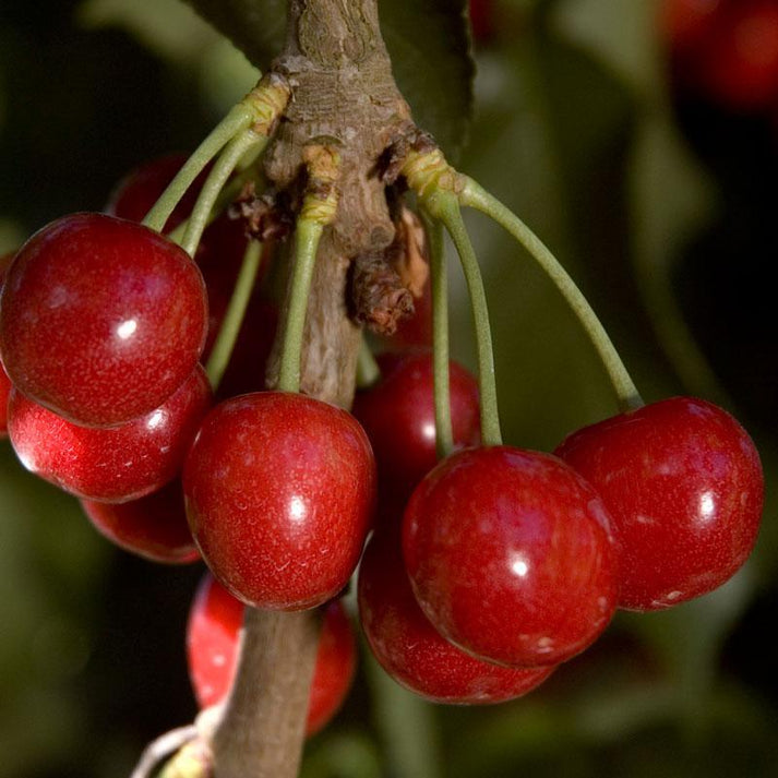 Royal Lee Cherry Tree for Sale – Grow Organic