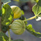 Panache Fig | Panache Tiger Fig | Tiger Panache Fig Tree – Grow Organic
