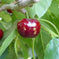 Utah Giant Cherry Tree for Sale – Grow Organic