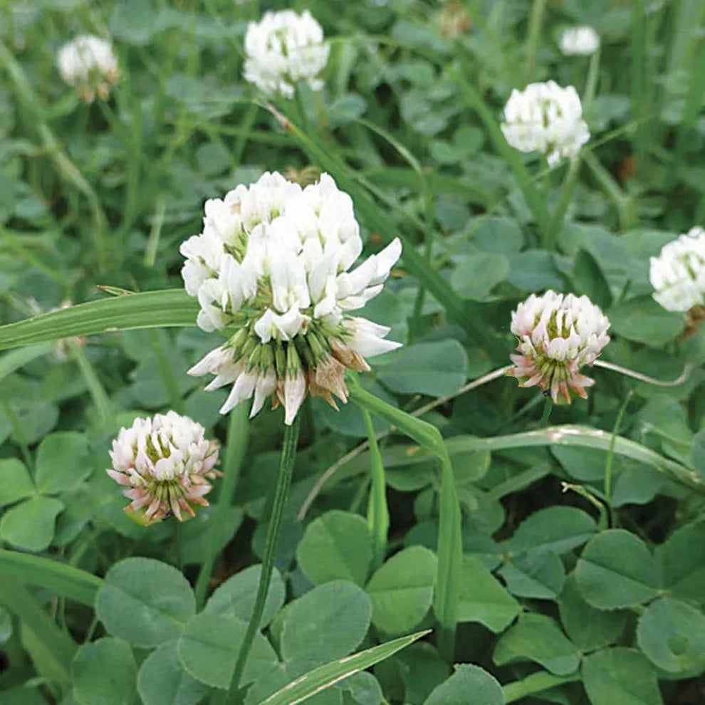 Dutch White Clover | White Clover Seeds (Nitrocoated) – Grow Organic
