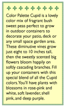 Renee's Garden Windowbox Sweet Pea Color Palette Cupid – Grow Organic