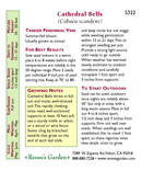 Cathedral Bells Flowering Vine Flower Seeds – Grow Organic