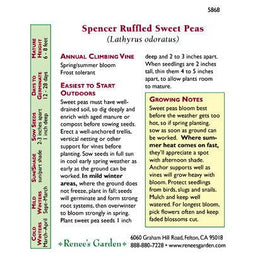 Spencer Ruffled Sweet Pea Flower Seeds – Grow Organic
