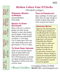 Broken Colors Four O'Clock Flower Seeds – Grow Organic
