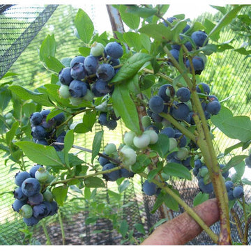Bare Root and Potted Blueberries for sale from Grow Organic