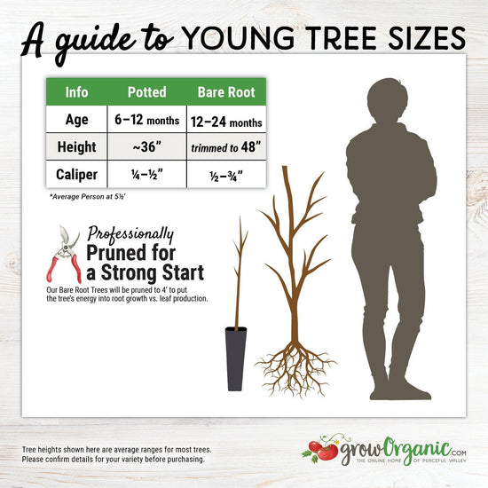 Bosc Pear Tree | Bosc Pear Trees For Sale – Grow Organic