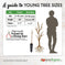 Red Delicious (Bisbee Spur) Apple Tree (Semi-dwarf) – Grow Organic