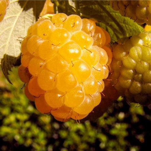 Yellow Honey Queen Raspberry for Sale – Grow Organic