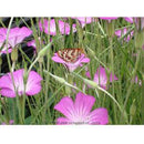 Renee's Garden Agrostemma Purple Queen and Pink Contessa – Grow Organic