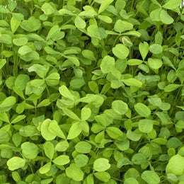 Berseem Clover Cover Crop for sale - Nitrocoated Seed – Grow Organic