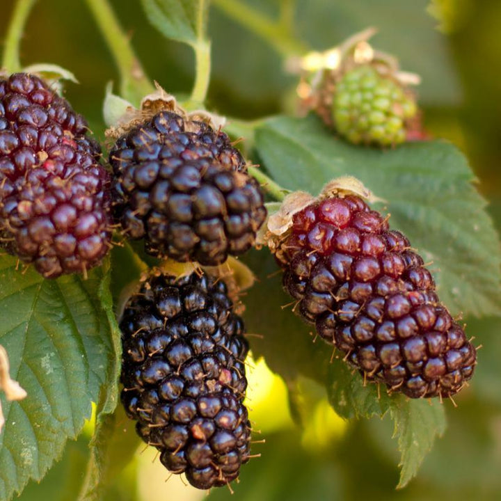 Organic Blackberry Plants & Bare Root Blackberry Plants | Blackberry ...