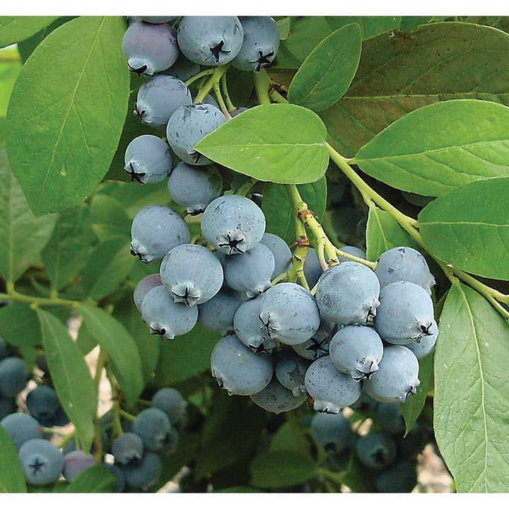 Buy Organic Blueberry Bush – Bare Root Organic Blueberry Plants for ...