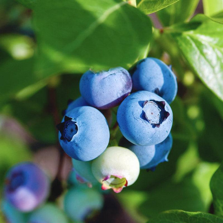 Buy Organic Blueberry Bush – Bare Root Organic Blueberry Plants for ...
