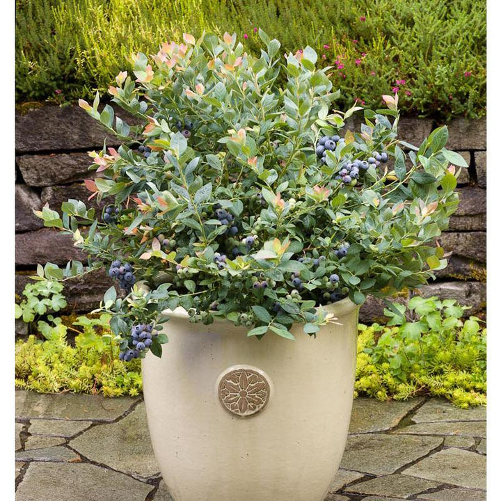 Blueberries | Blueberry Bushes for Sale – Grow Organic