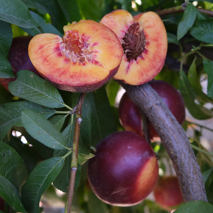 Nectarine Trees For Sale - Grow Organic