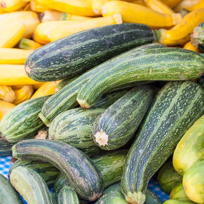 Cocozelle Summer Squash Seeds (Organic) - Grow Organic