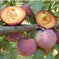 Flavor King Pluot Tree for Sale - Grow Organic