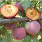 Flavor King Pluot Tree for Sale - Grow Organic