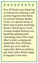 Broken Colors Four O'Clock Flower Seeds – Grow Organic