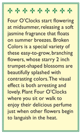 Broken Colors Four O'Clock Flower Seeds – Grow Organic