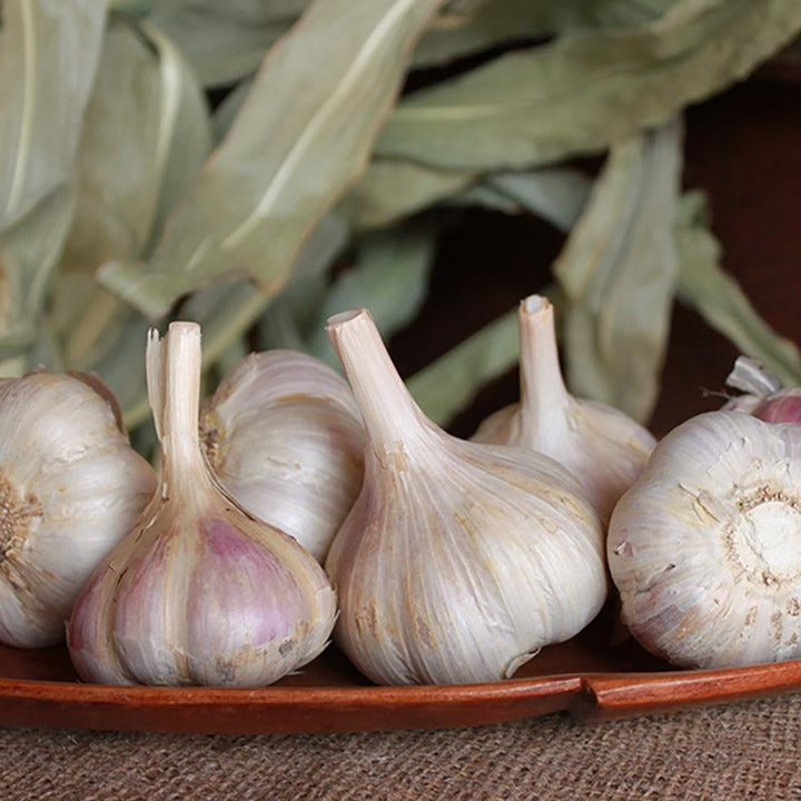 Hardneck Garlic for sale | Organic Hardneck garlic for planting – Grow ...