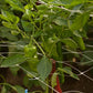 Hortonova Trellis 79" x 3280' Roll - Grow Organic